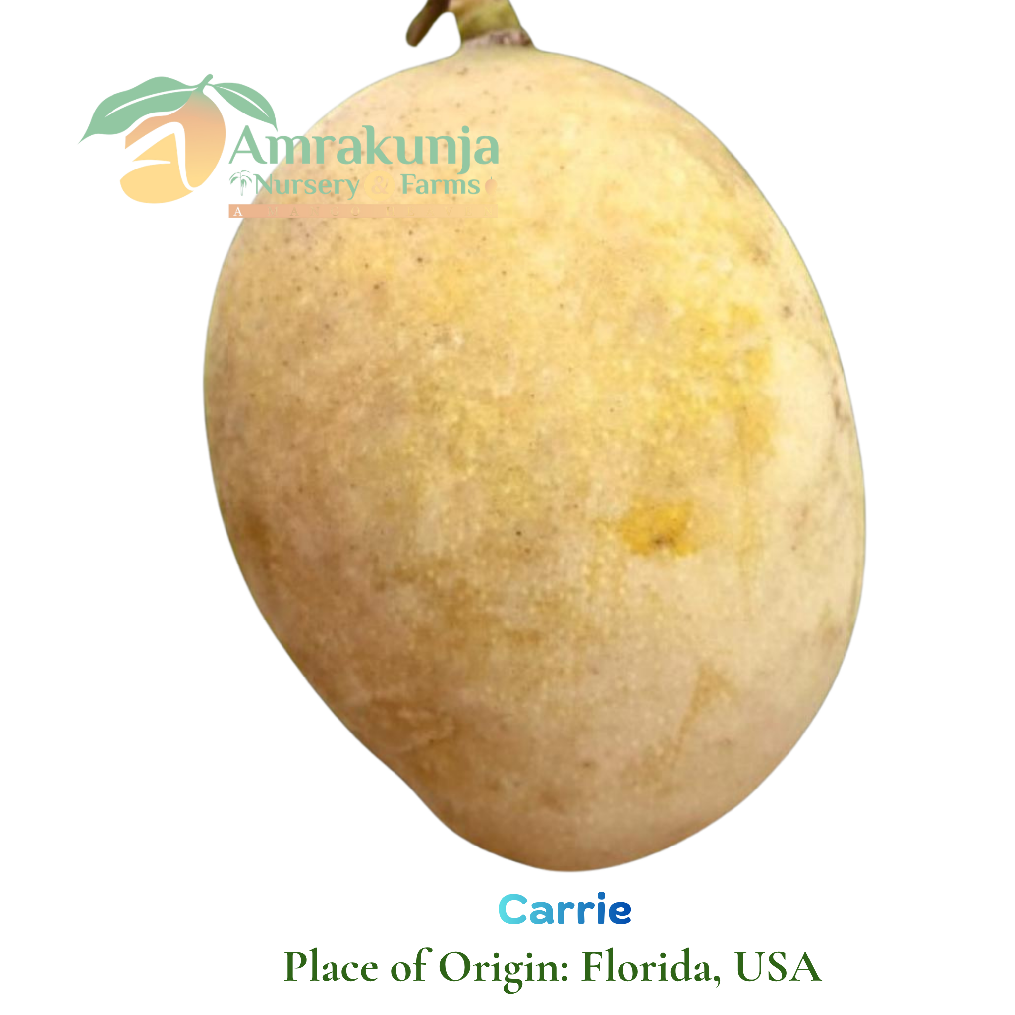 Buy Carrie Mango Plant Online | MangoPlant